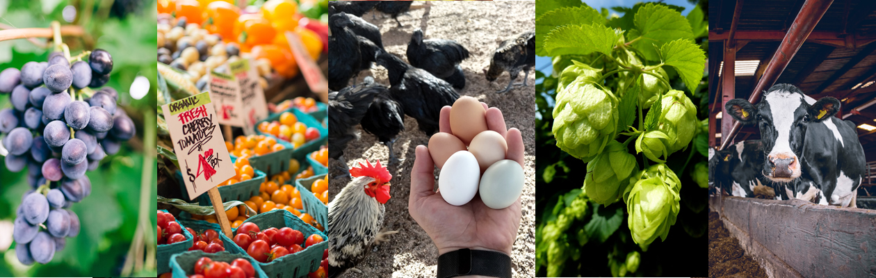 Mission, Vision and Objectives of CPA | Center for Profitable Agriculture